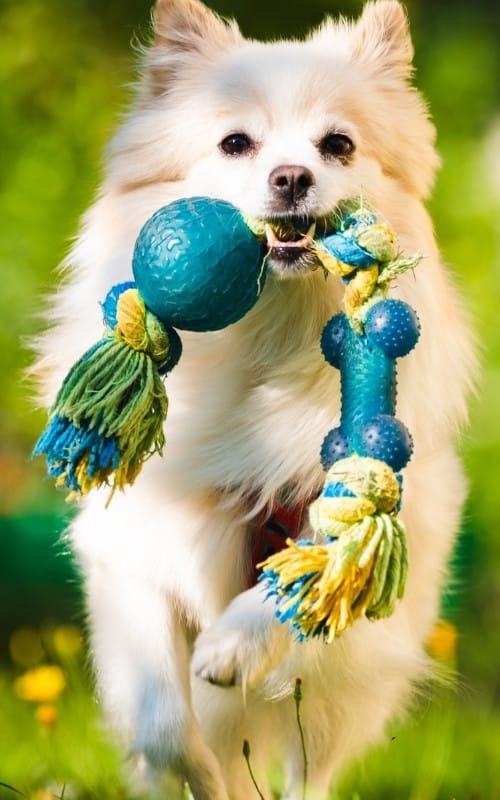 ProPet Hundtillbehör online | Alltid ett stort utbud för alla hundar